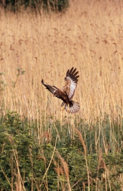 Marsh_Harrier_per RSPB_Images – UK Rare Breeding Birds Panel